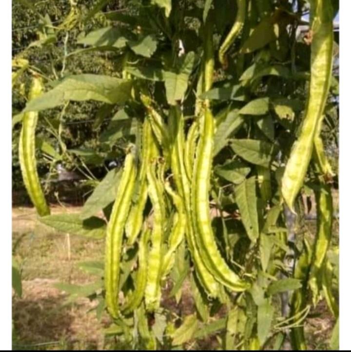 Hybrid Sigarilyas Long Seeds Winged Beans Seeds for Planting - TikTok ...