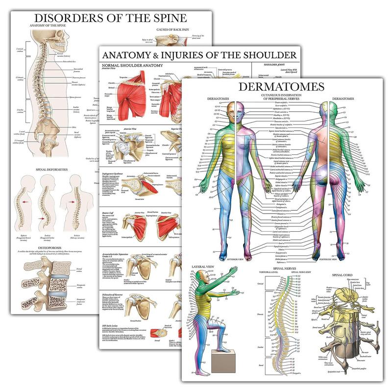 Anatomy Teaching Poster, 3pcs/set Square Anatomy Teaching Poster ...
