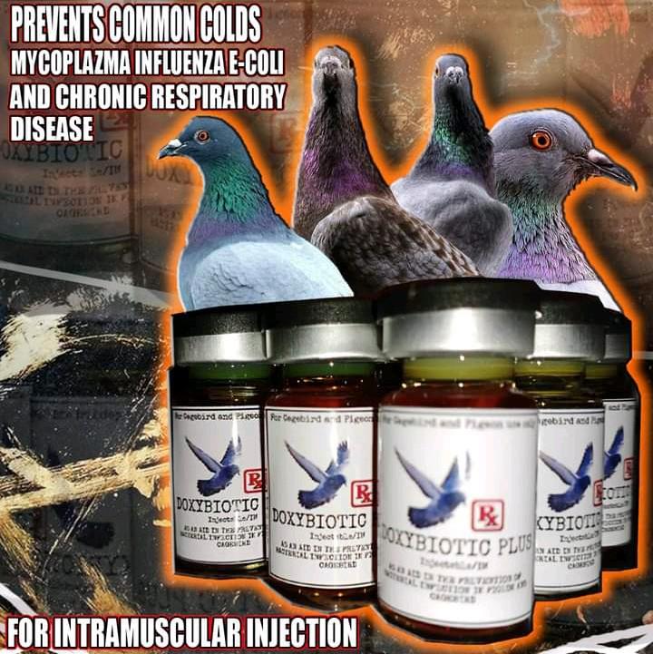 pigeons care gamot para sa sipon halak common colds etc - TikTok Shop Philippines