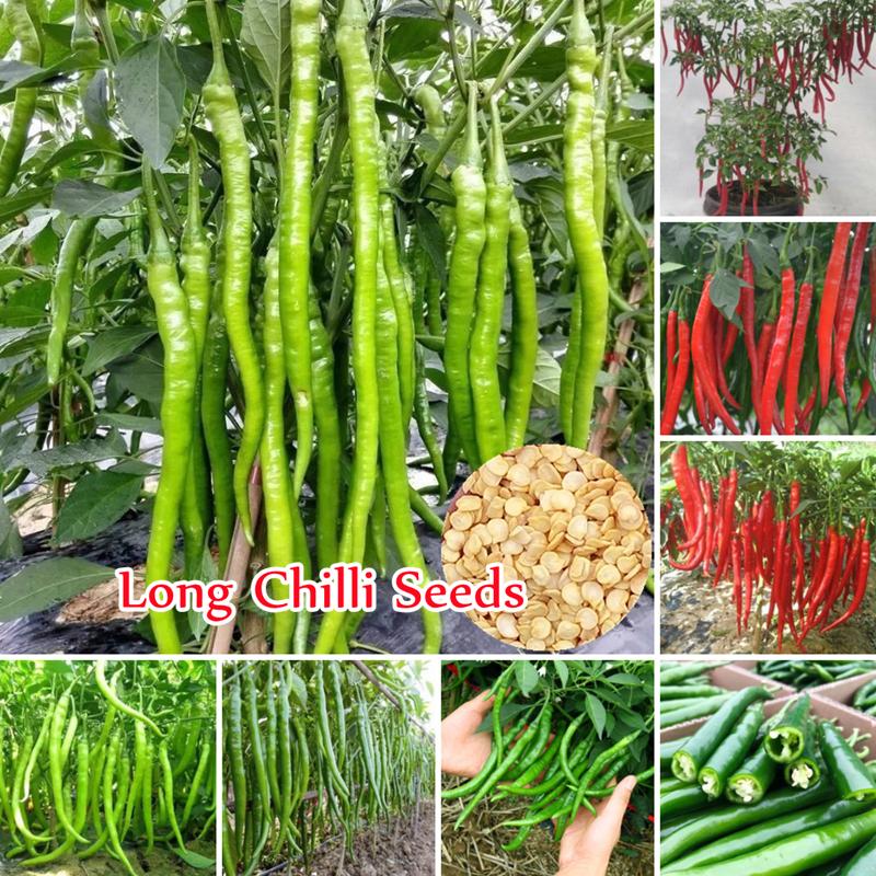 [Fast Delivery] 100% Authentic Long Chilli Seeds (50 Seeds ) - TikTok ...