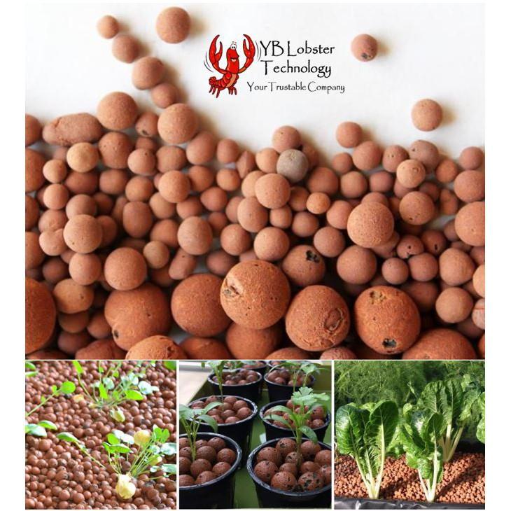 1KG Clay Pebbles Pebble Ball (LECA) for Hydroponic & Aquaponic - TikTok ...