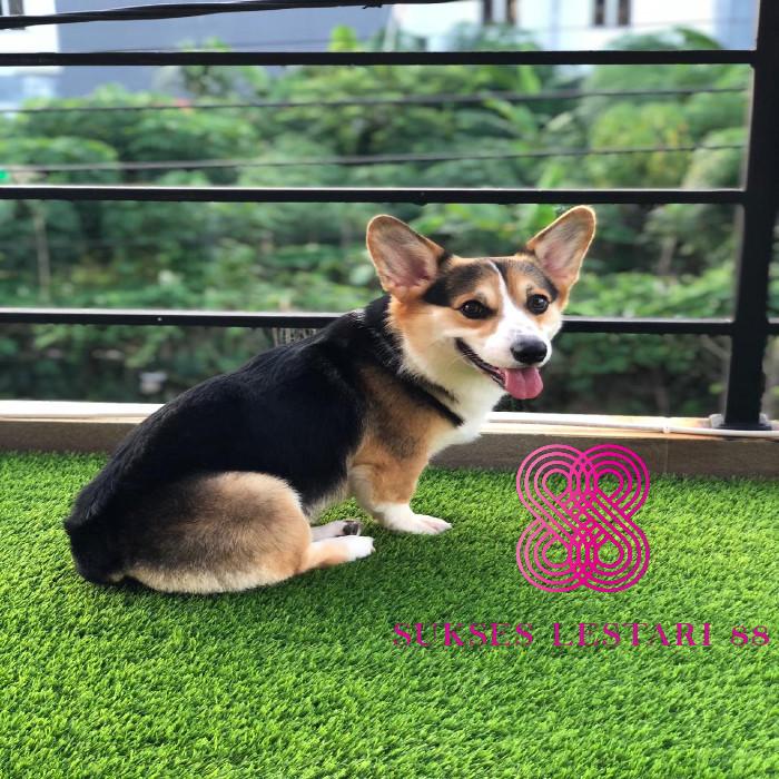 ALAS KANDANG 60x90 cm RUMPUT ALAS KANDANG KUCING KELINCI SUGAR - Shop ...