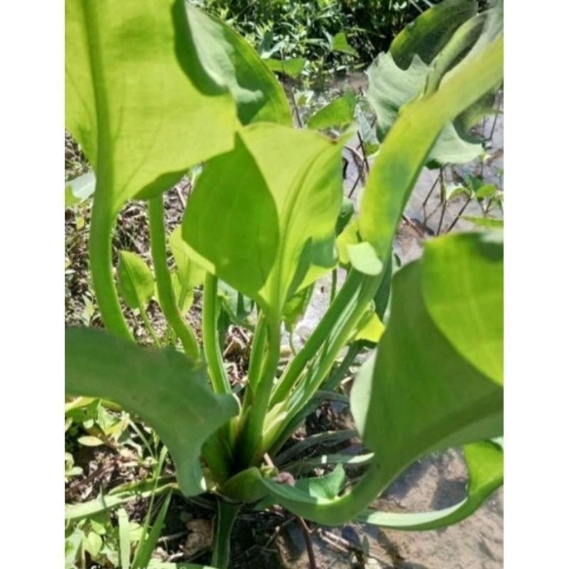 bibit tanaman genjer sayur/gendot per 10 pohon - Shop | Tokopedia