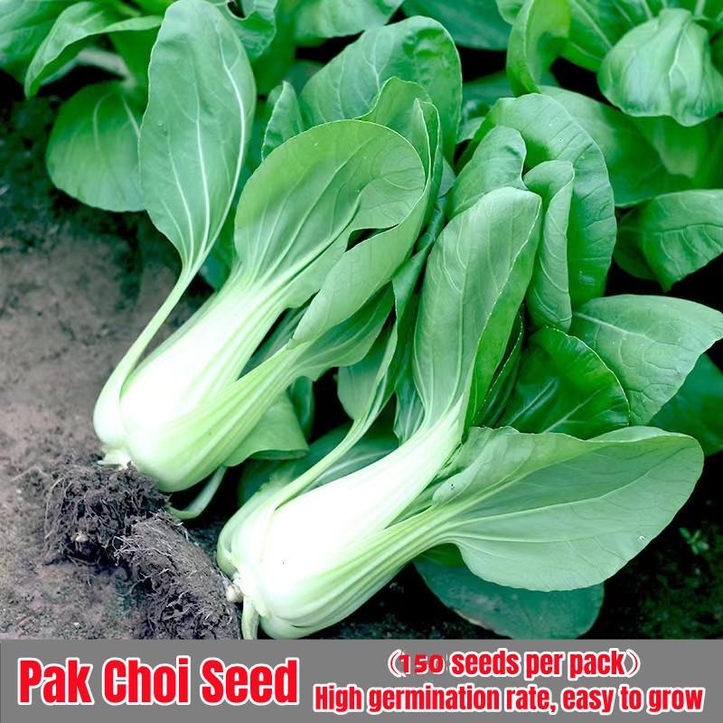 [Easy To Grow In The Philippines] 150pcs Delicious Pak Choi Seeds ...