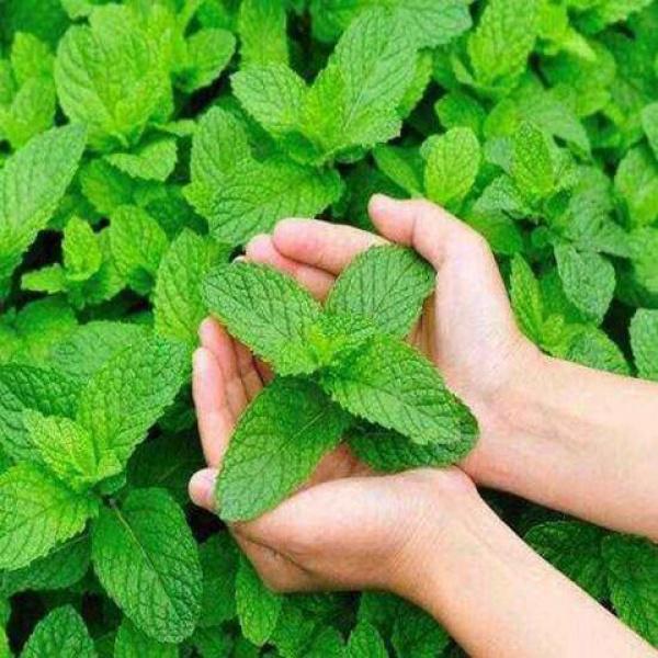 Mint Seeds Catnip Potted Edible Indoor Mosquito Repellent Plant ...