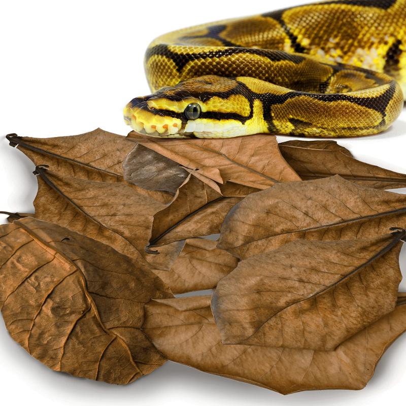 Leaf Litter For Snakes 10 Medium Almond Catappa Leaves Substrate ...