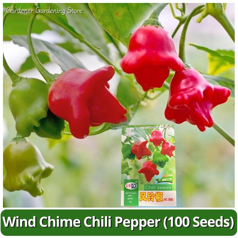High Yield Capsicum baccatum Wind Bell Pepper Seeds Vegetabl - TikTok ...