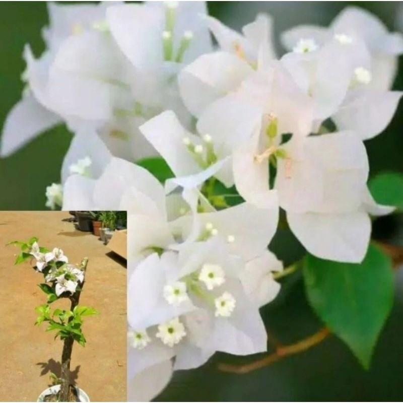 ( BISA COD ) Pohon Bunga Bougenville Varian Warna / Tanaman Hias Bunga ...