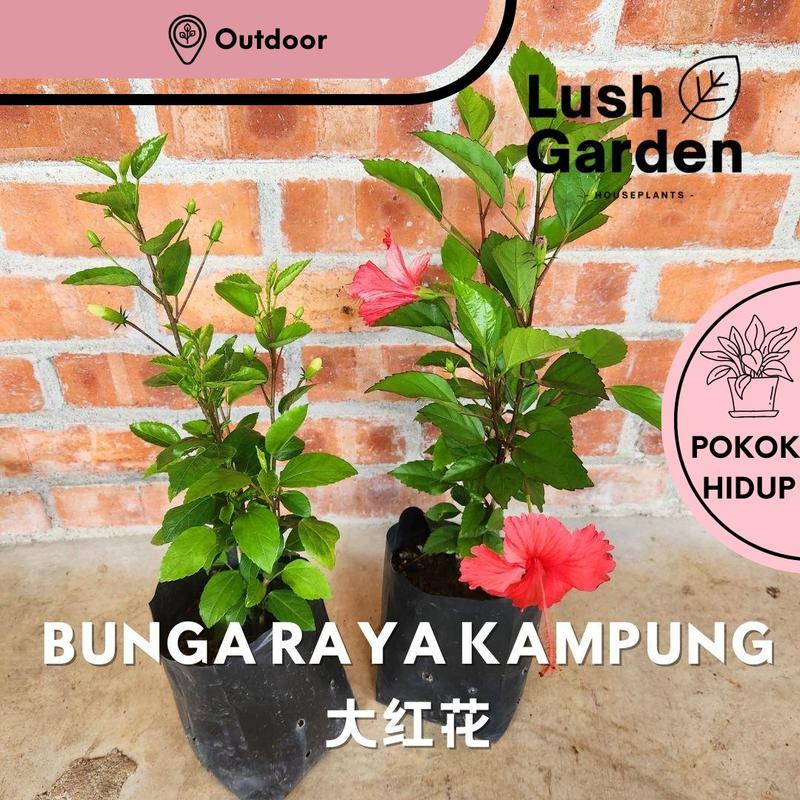 [Bushy] Bunga Raya Kampung Putih Merah Pink / White Hibiscus - TikTok ...