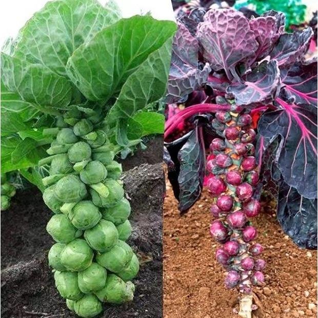 Benih Kubis Baby Hijau Ungu/Brussel Sprouts Long Island Seed - TikTok ...