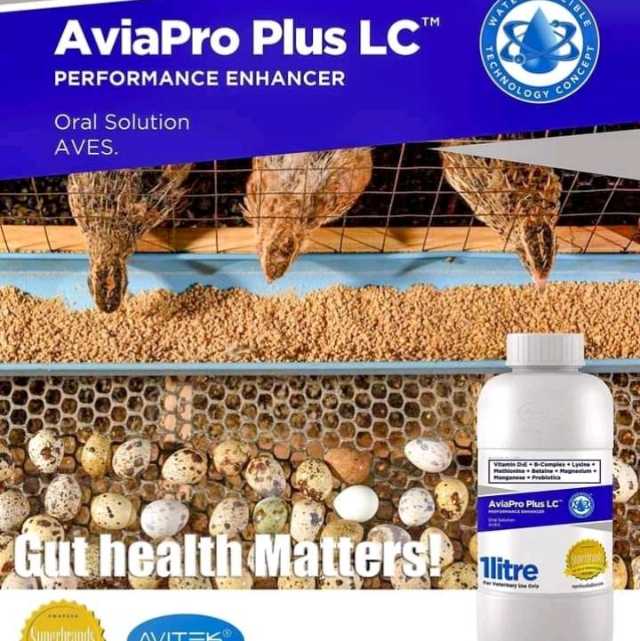 Aviapro Plus LC (Performance Enhancer ) Supplement for layer - TikTok ...