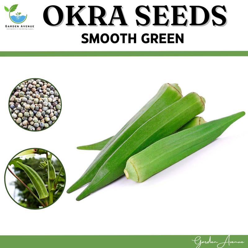 OKRA SEEDS (SMOOTH GREEN VARIETY) - HYBRID/EASY TO GROW/HIGH - TikTok ...