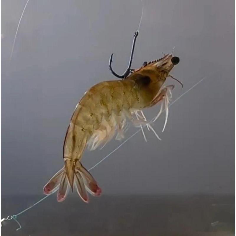 Shrimp Hook Bait, Shrimp Hook, Floating Shrimp Bait, Special - TikTok ...