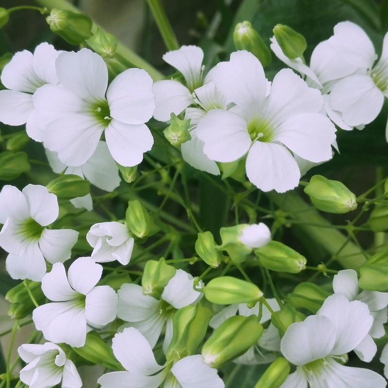 30 Benih Bunga Gypsophila Putih untuk Taman - Garden, Decor Flower ...