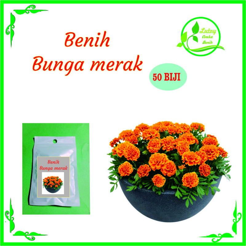 BENIH BUNGA MERAK ISI 30 BIJI - Shop | Tokopedia