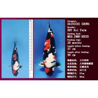 Jual WINKOI Mega Jumbo Growth 5Kg Pelet Ikan Koi Jumbo Growth Bulky ...