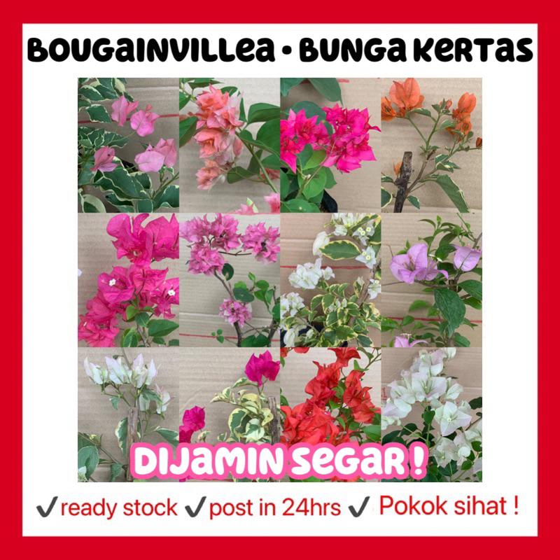 RINA • bougainvillea bunga kertas • pelbagai warna variety colors ...