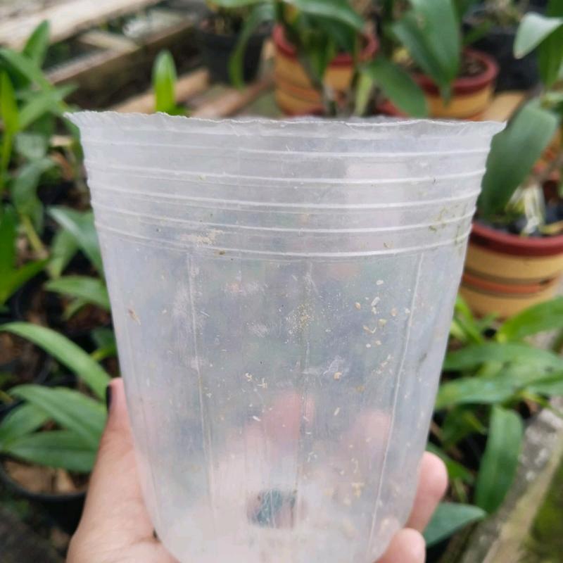 soffpot Angg Dendkriting Dwsa - Shop | Tokopedia