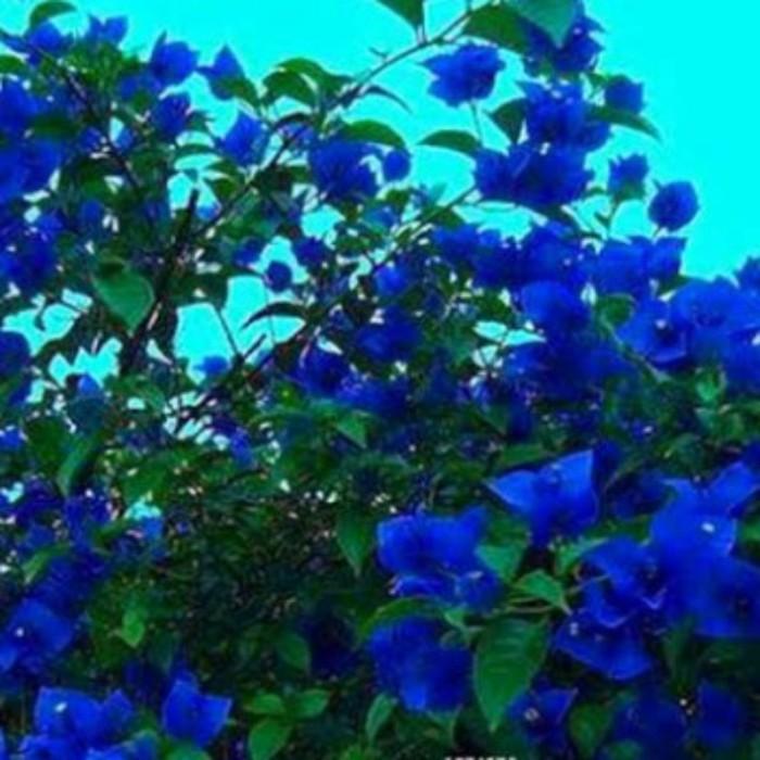 PROMO 8.8!!TAMAMAN HIAS BUGENVIL BUNGA KERTAS SOFT BIRU//BUNGA BIRU ...