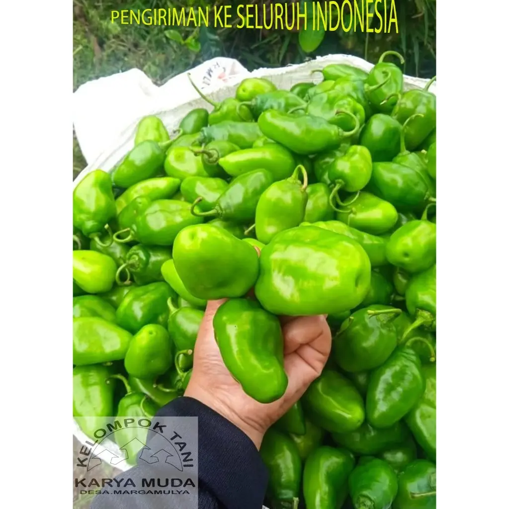 Cabe Gendot 1kg gratis ebi 1pcs - Shop | Tokopedia