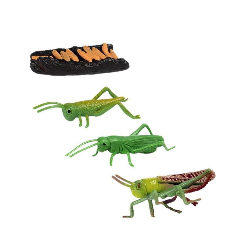 Locust Growth Cycle Set Early Education Animal Growth Cycle Animal ...
