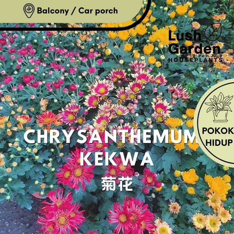 Chrysanthemum Series/ Pokok Bunga Kekwa 150mm Pot CNY Live Plant ...