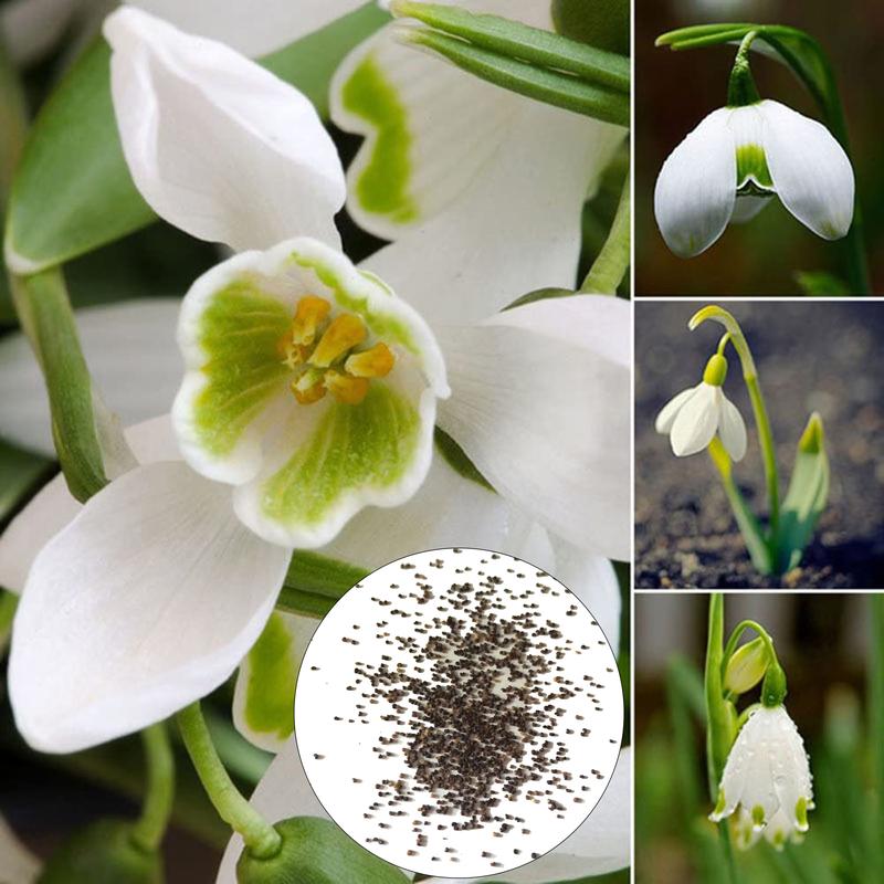 Riddlec 100 Pcs Snowdrop Seeds Cold-tolerant Galanthus Nivalis - TikTok ...