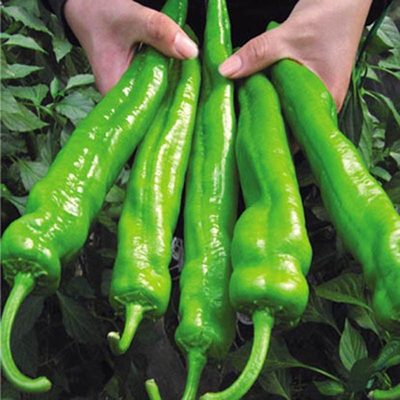 Benih Lada Cili Jim Besar, Siexlio _, 100Pcs, Tanaman Sayur, - TikTok ...