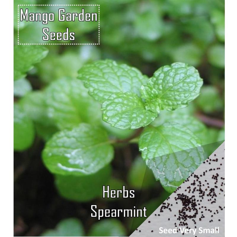 Benih Spear Mint Herbs Seeds - 100 seed *Pot Friendly* Tanam - TikTok ...