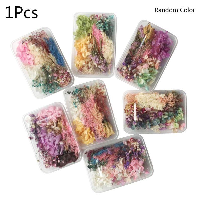 Bunga Kering Campuran Sebenar, Panjang, untuk Barang Kemas Resin ...