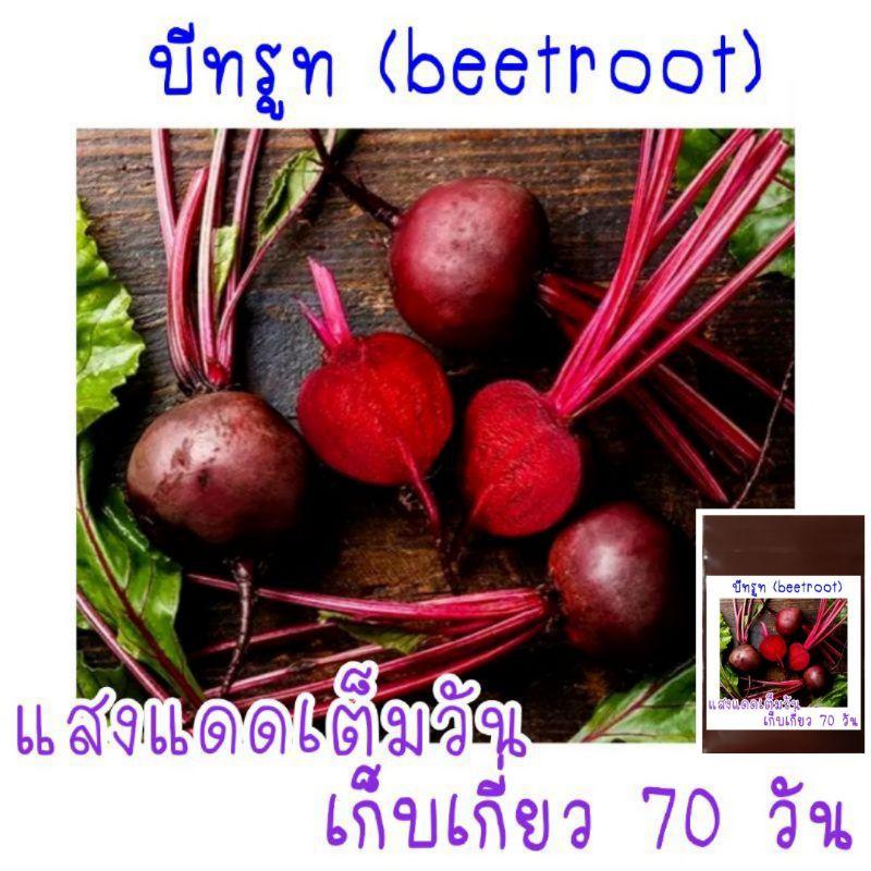 เมล็ดพัน ธุ์ บีทรูท Beetroot 30 เมล็ด - TikTok Shop Thailand