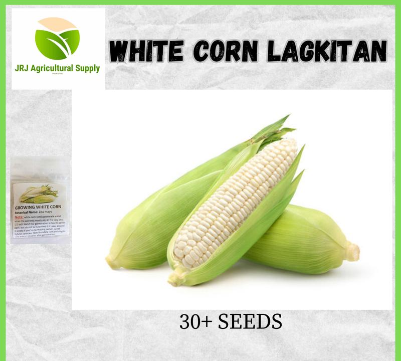 White Corn Sweet / Lagkitan ( 30 Seeds ) - TikTok Shop Philippines