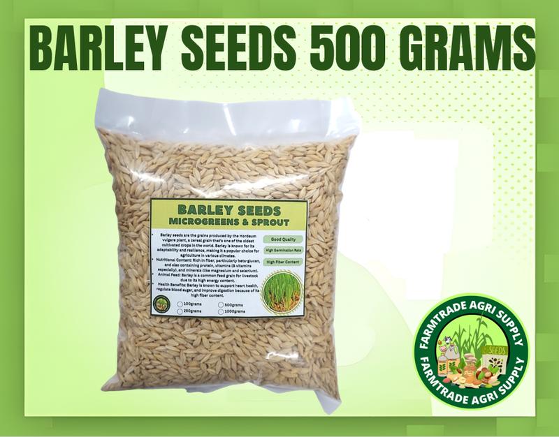 BARLEY Seeds (500Grams) for Microgreens and Sprouts - High Germination ...