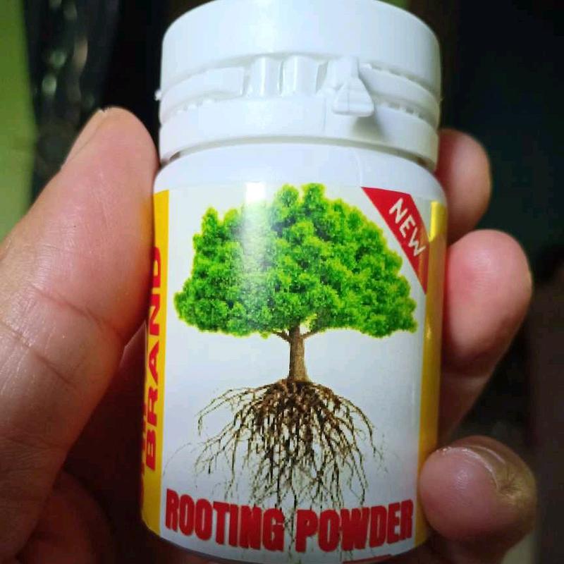 hormon penggalak akar / booster rooting powder - TikTok Shop Malaysia