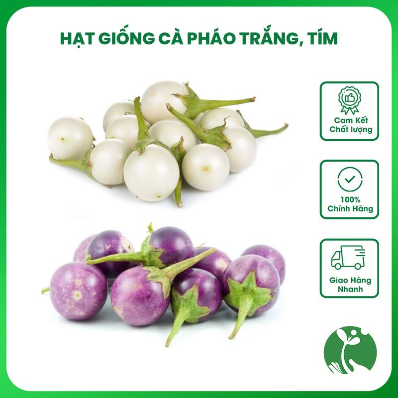 Hạt giống Cà Pháo trắng, Cà Pháo tím - Gói 1gr - Trồng quanh - TikTok ...