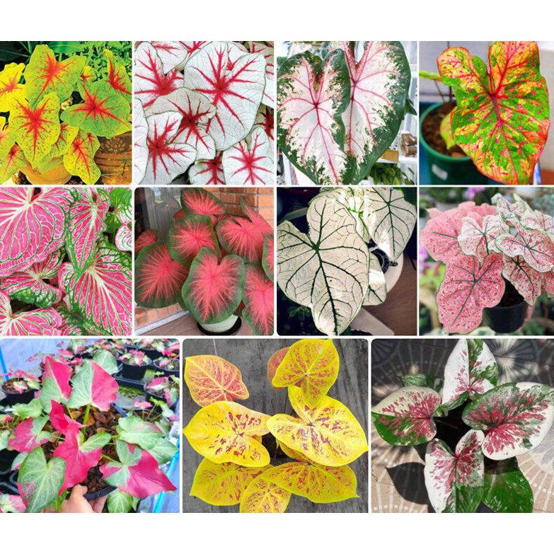 5 pcs Mixed Colors Caladium seeds Benih Bunga Keladi Viral Rare ...