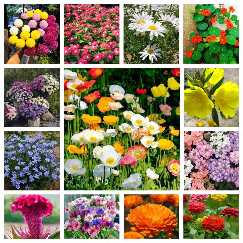 40++ Types Flower Seeds/ Benih Bunga Senang tanam Cantik - TikTok Shop ...