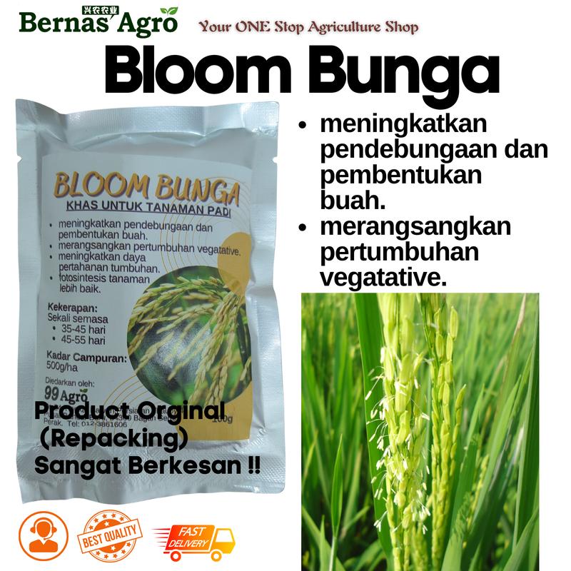 Baja Tanaman Padi Bloom Bunga Untuk Meningkatkan Pendebungaa - TikTok ...