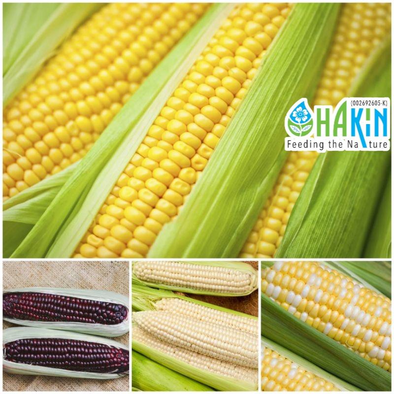Benih Jagung Manis Kuning, Putih Susu, Dwi-Warna, Ungu - White - TikTok ...