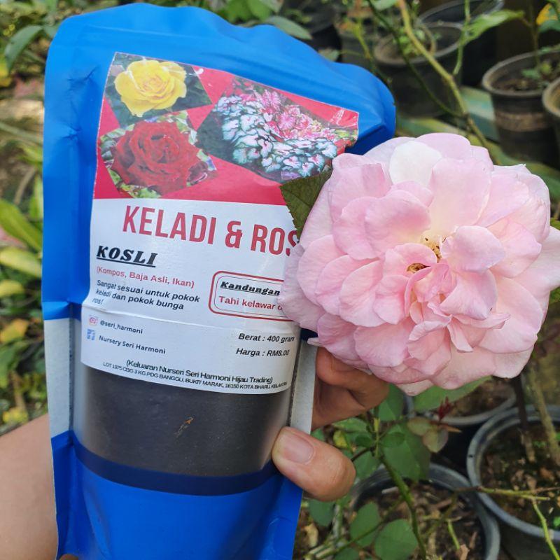 Baja ikan + kelawar | Baja Rose - TikTok Shop Malaysia