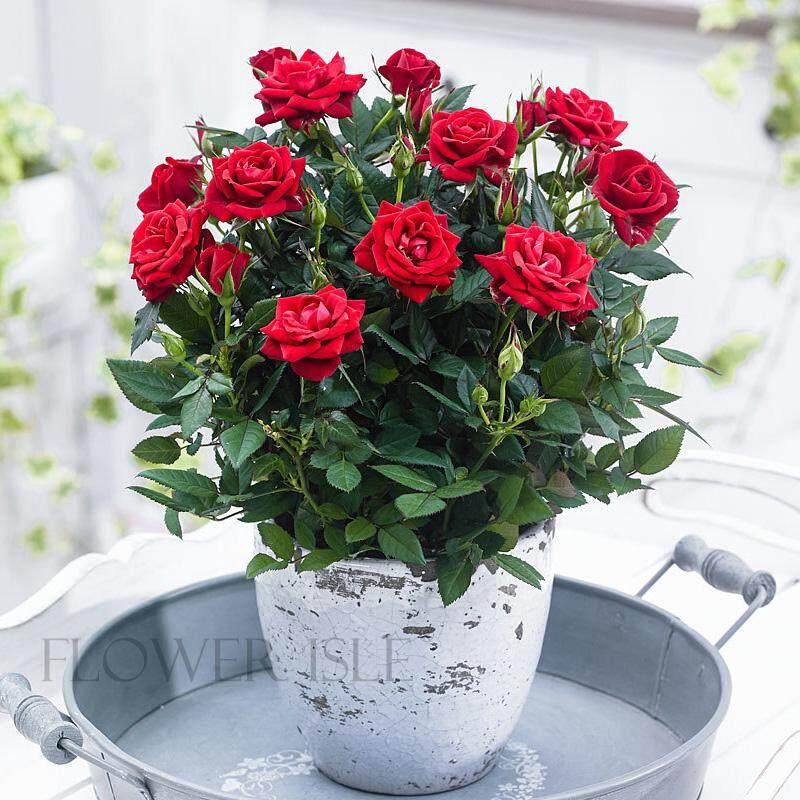 [Easy to grow in the Philippines] 100pcs Red Rose Seeds for Planting ...