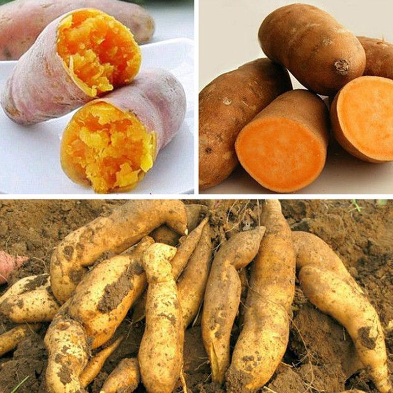Benih Kentang Manis Kuning, 10Pcs, Sayur-sayuran, Makanan Segar ...