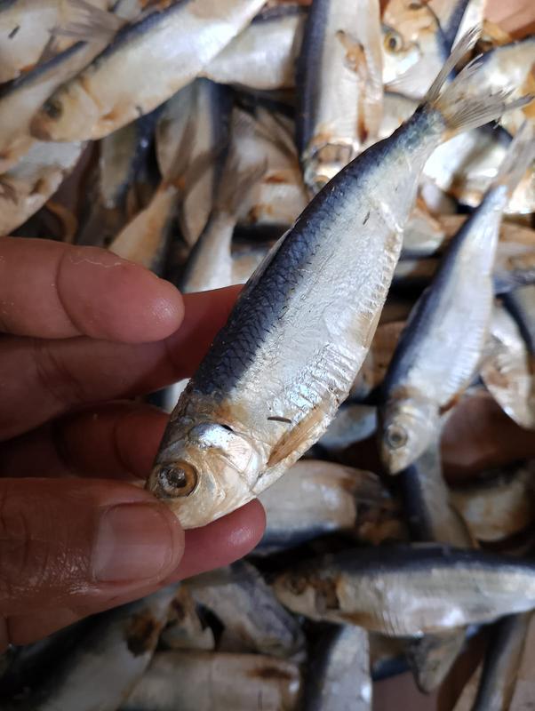 Ikan asin tamban / tembang / juwi / tanjan - Shop | Tokopedia