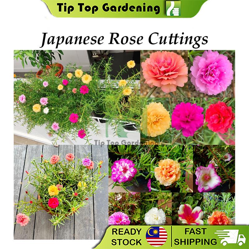 REAL LIVE PLANT CUTTING OF PORTULACA JAPANESE ROSE KERATAN BUNGA ...