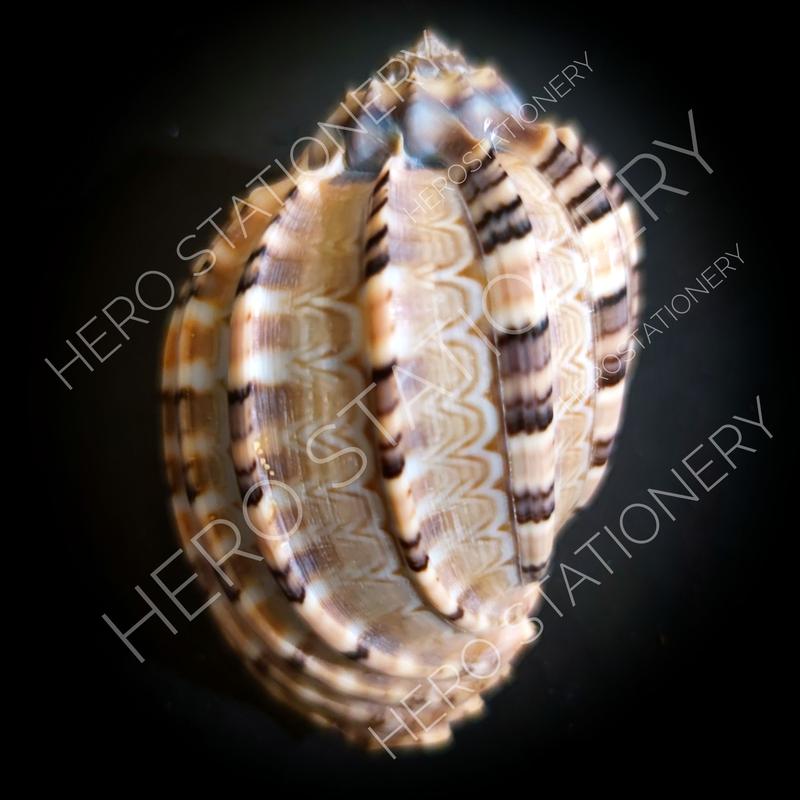 Cangkang shell Harpa articularis - Shop | Tokopedia