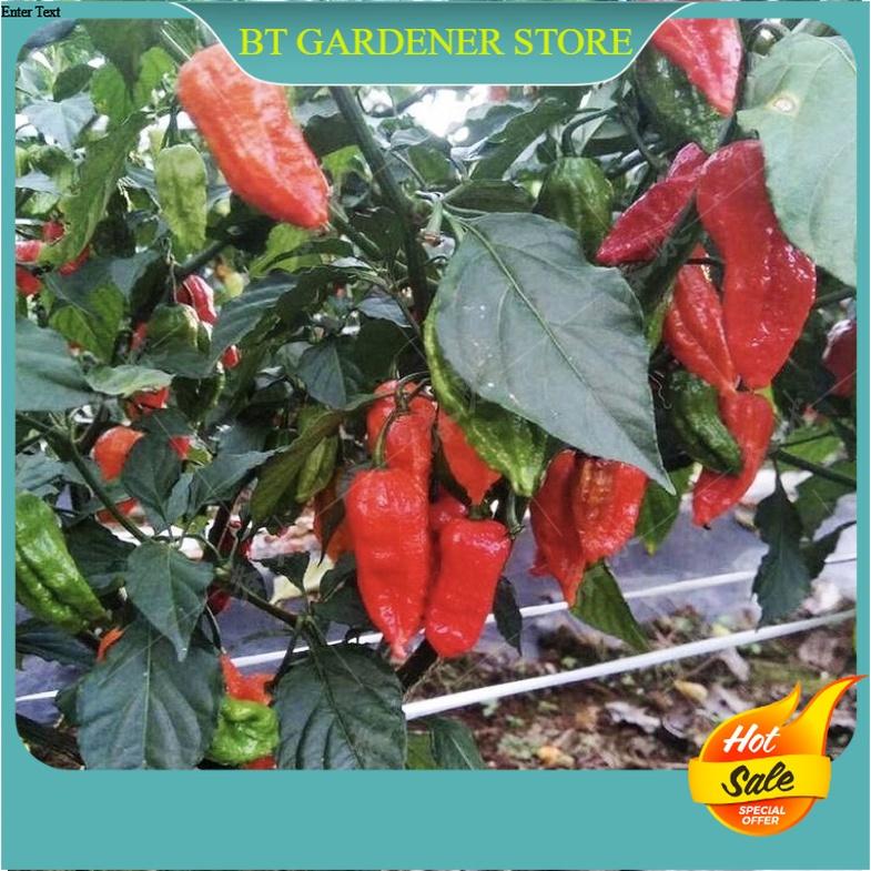 5 Pcs Devil Pepper Indian Ghost Pepper Seeds Extra Spicy Super - TikTok ...