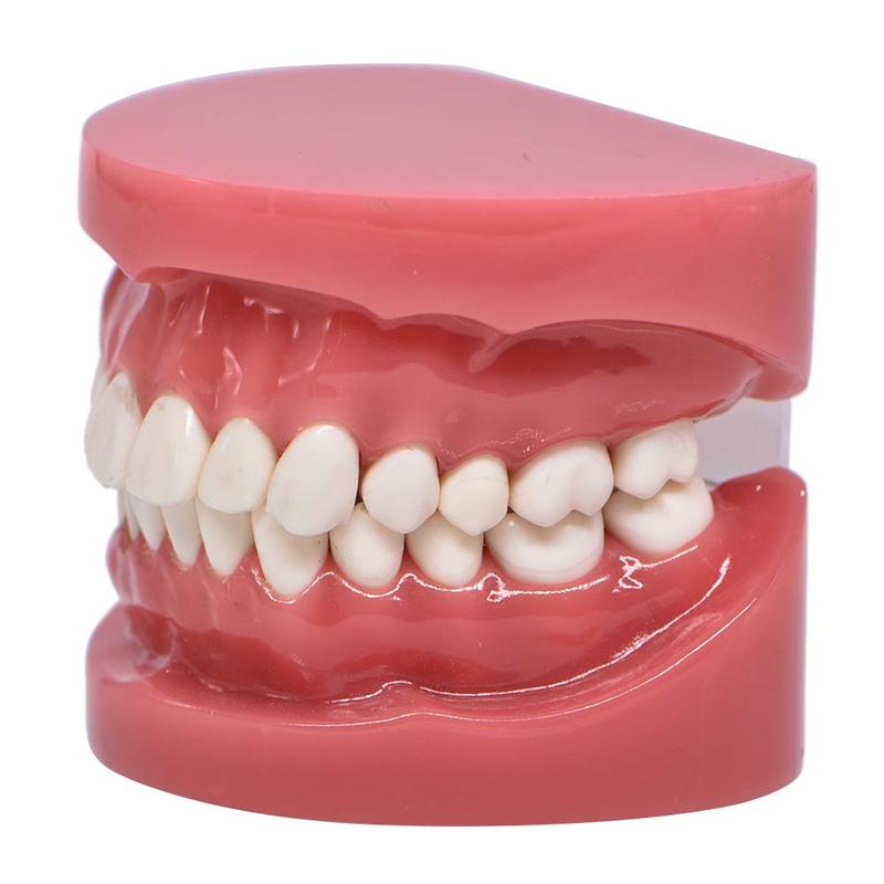 1 Piece Dental Typodont Stard Teeth Model for Teaching Practice ...