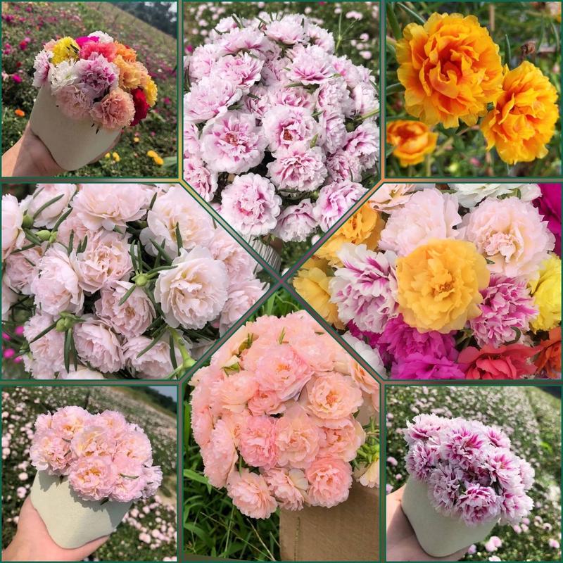 Keratan Bunga Rose Jepun Rose Flowers Japanese Rose cutting - TikTok ...