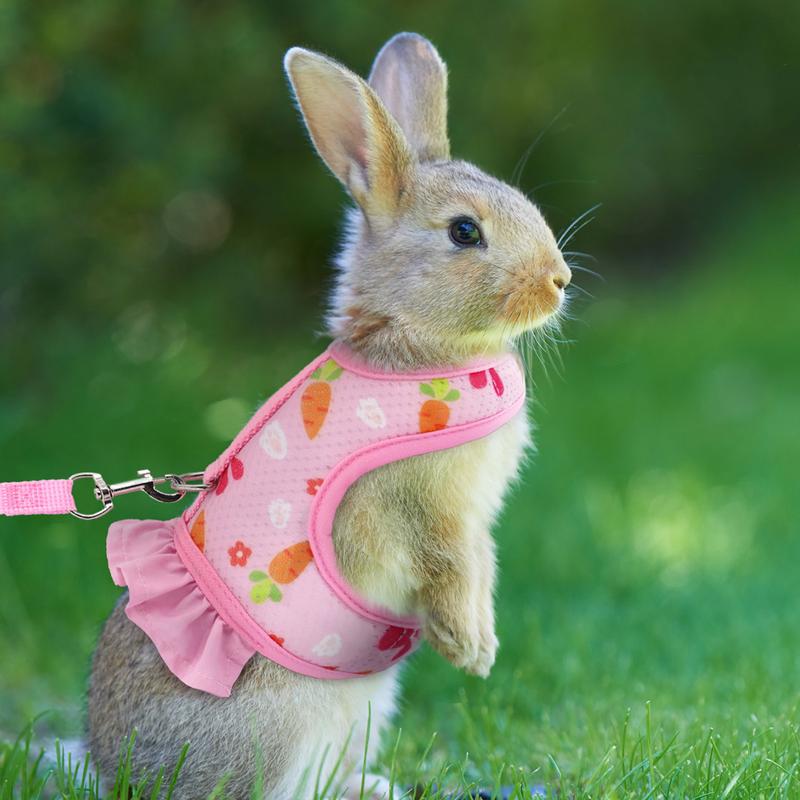 A pet universal rabbit chest strap set with cute radish prin - TikTok ...
