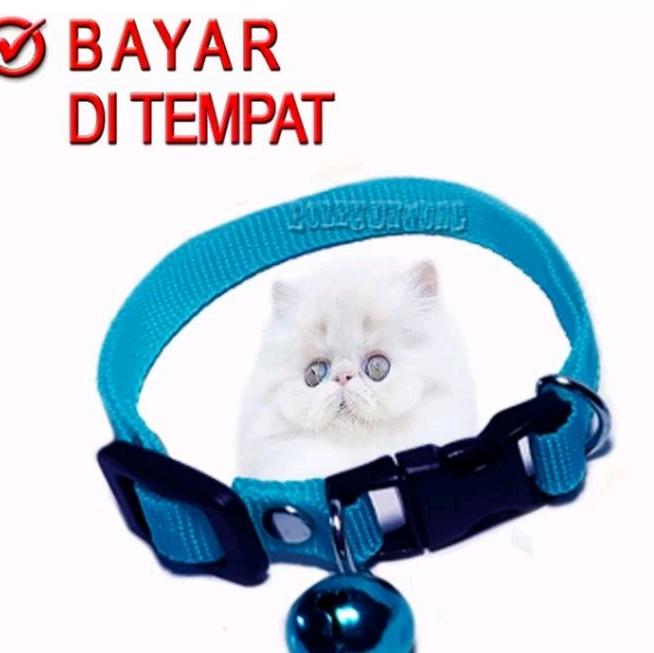 KALUNG KUCING POLOS - Shop | Tokopedia